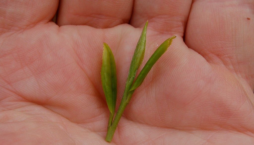 Long Jing (Dragon Well) Tea | One of the Most Famous Chinese Green Teas
