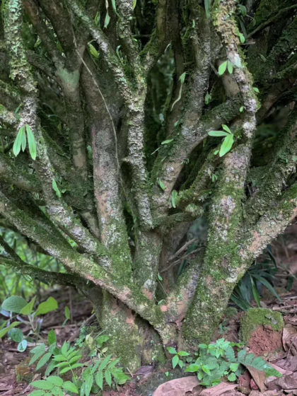 Laocong Shuixian (Old Bush Narcissus) 2025 - Seven Cups