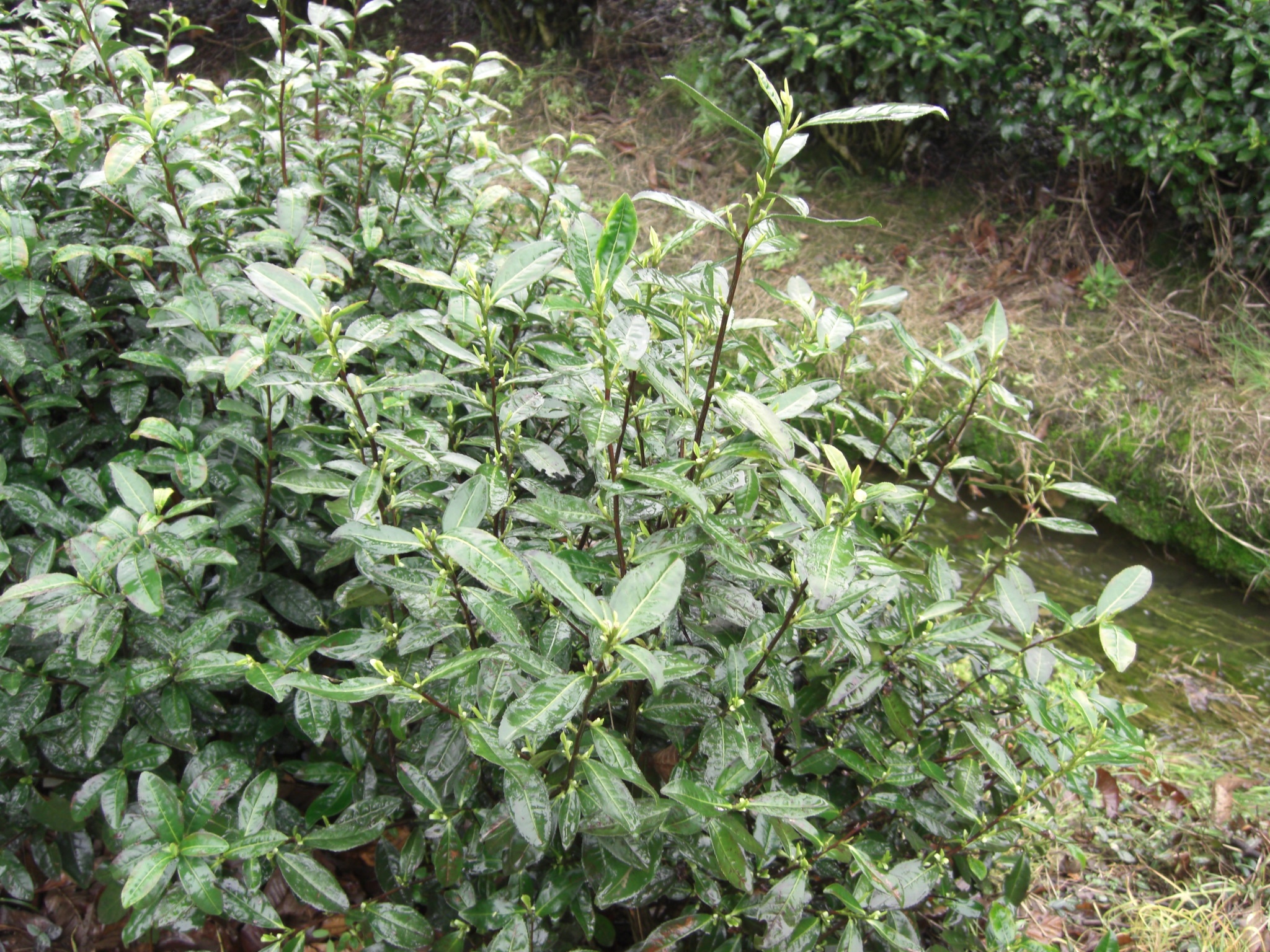 Bi Luo Chun Green Tea 2015 | Seven Cups Fine Chinese Tea