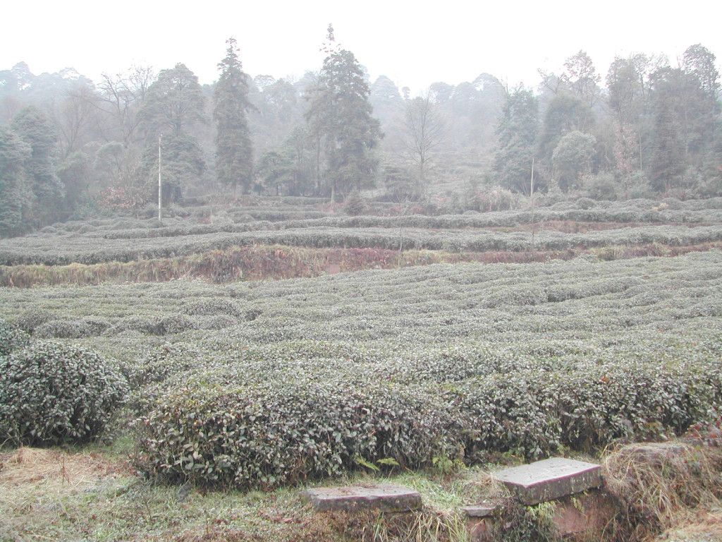 Meng Ding Gan Lu (Sweet Dew) Green Tea 2019 | Seven Cups