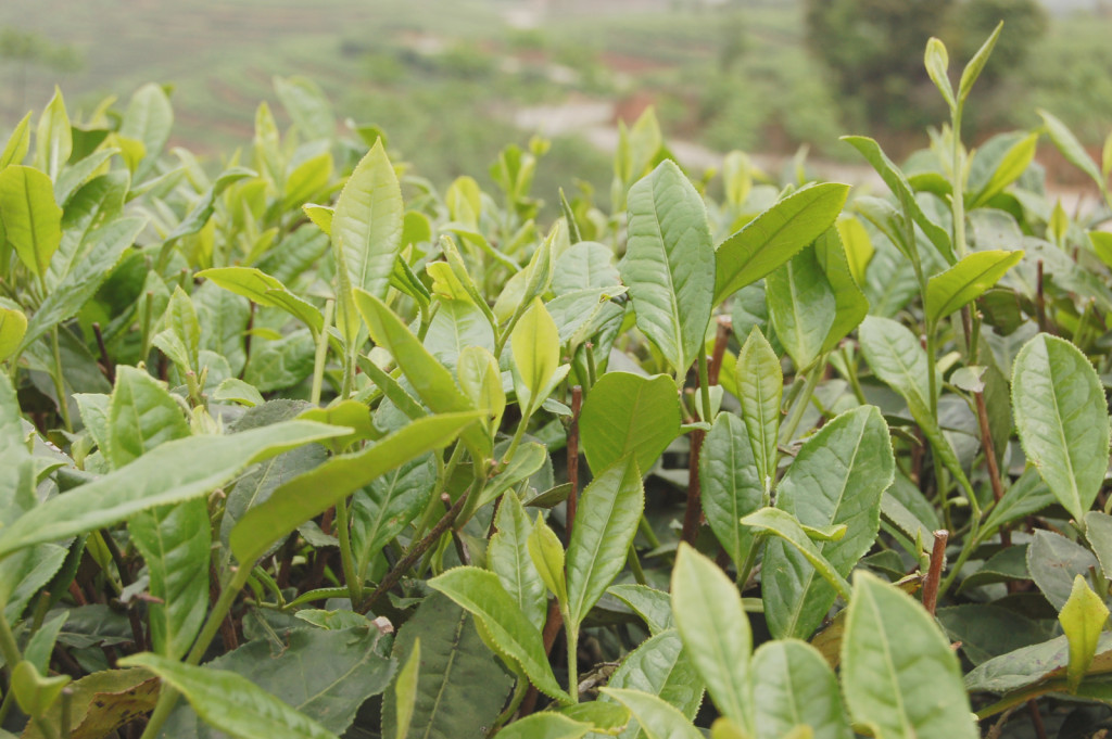 Shou Mei (Longevity Eyebrow) 2025 White Tea - Seven Cups