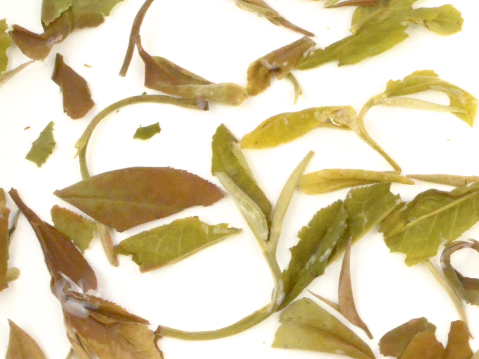 Shou Mei Organic White Tea 2018 | Seven Cups Fine Chinese Tea