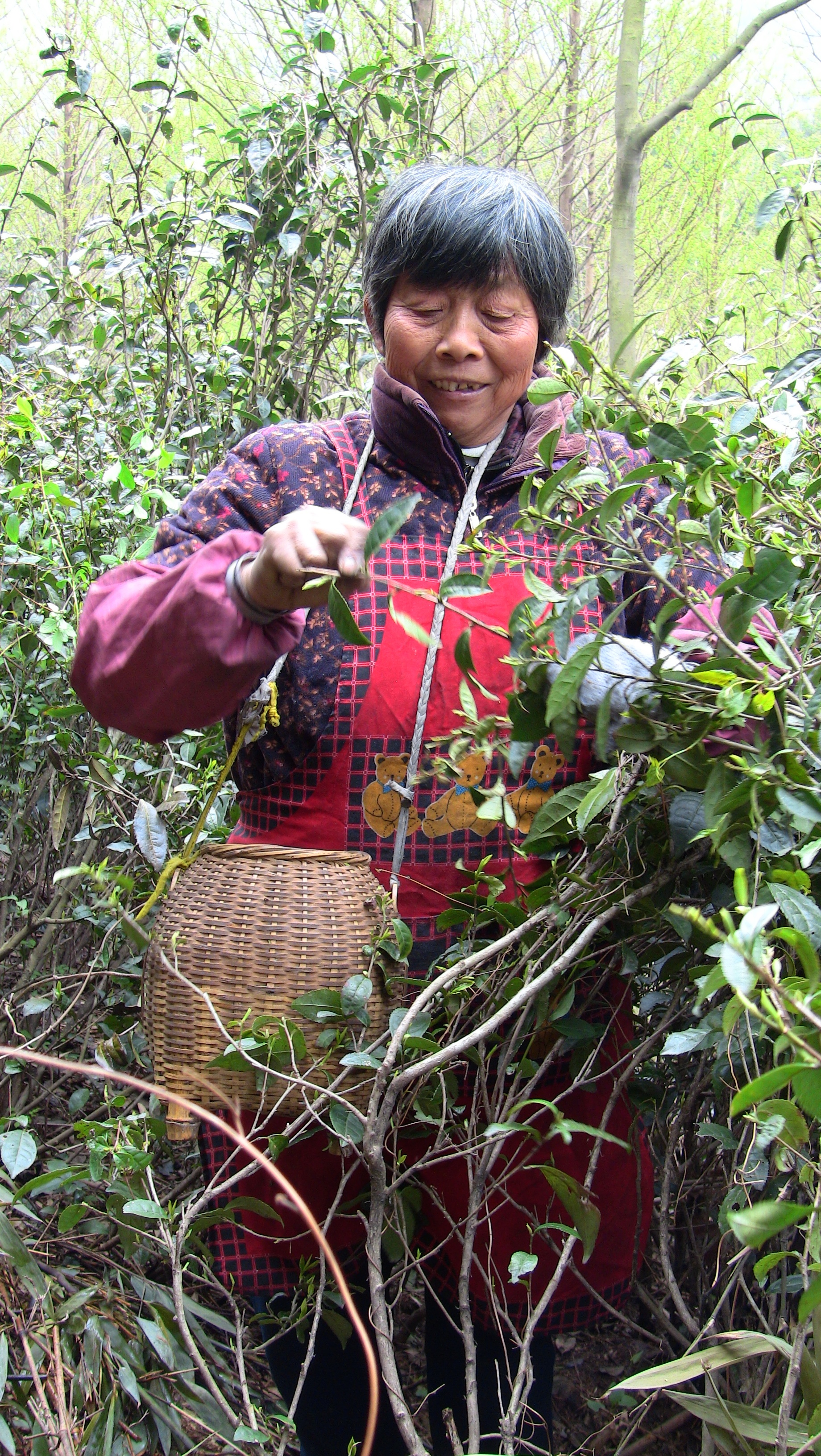 Guzhu Zisun (Purple Bamboo Shoot) 2025 Green Tea - Seven Cups