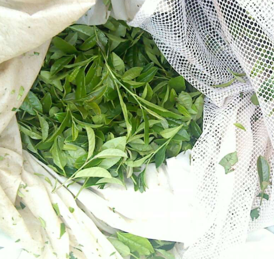 Shade-Grown Organic Matcha 50 grams | Seven Cups Fine Teas