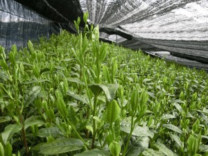 Shade-Grown Organic Matcha 50 grams | Seven Cups Fine Teas