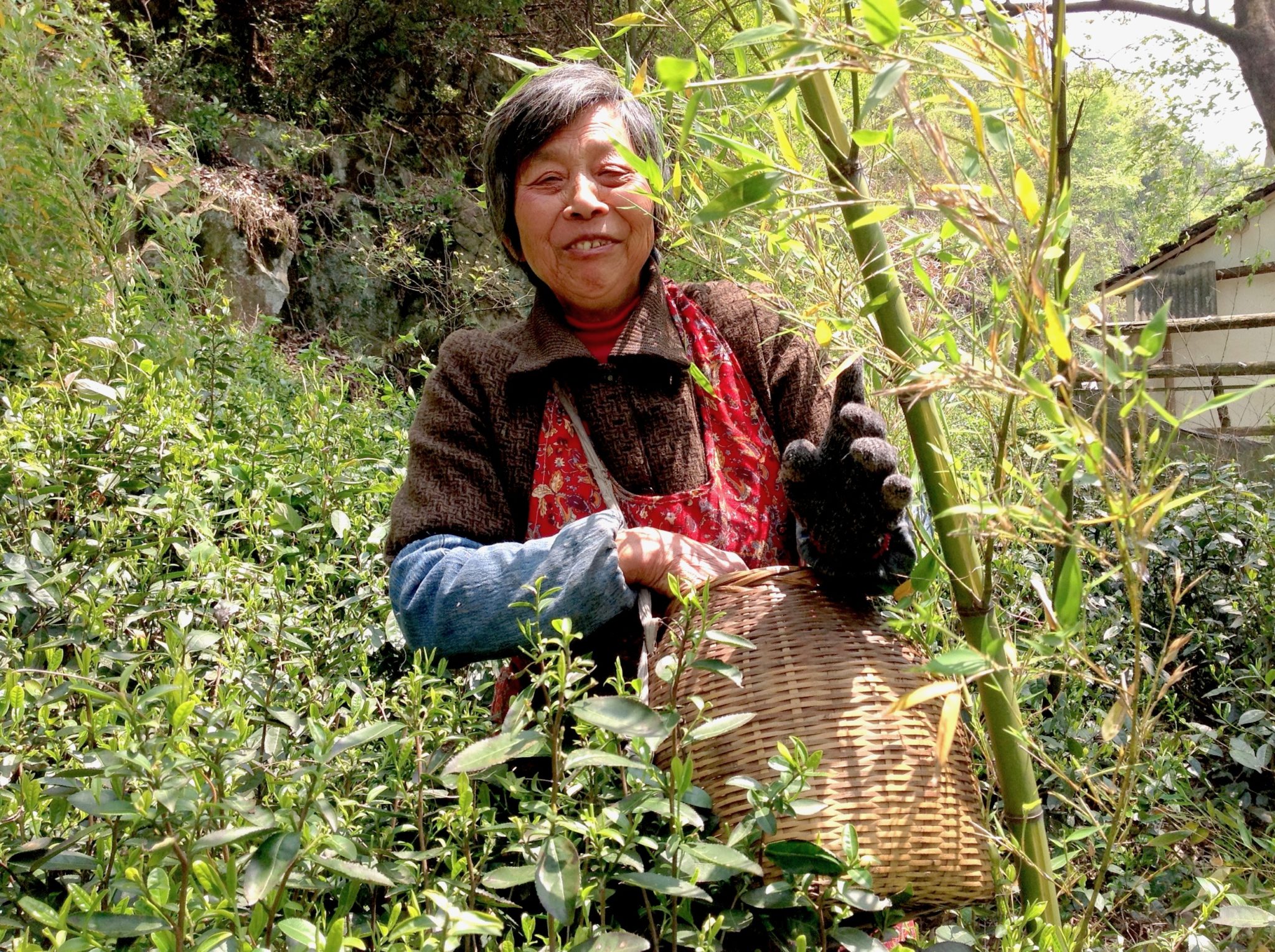 Guzhu Zisun (Purple Bamboo Shoot) 2024 Green Tea - Seven Cups
