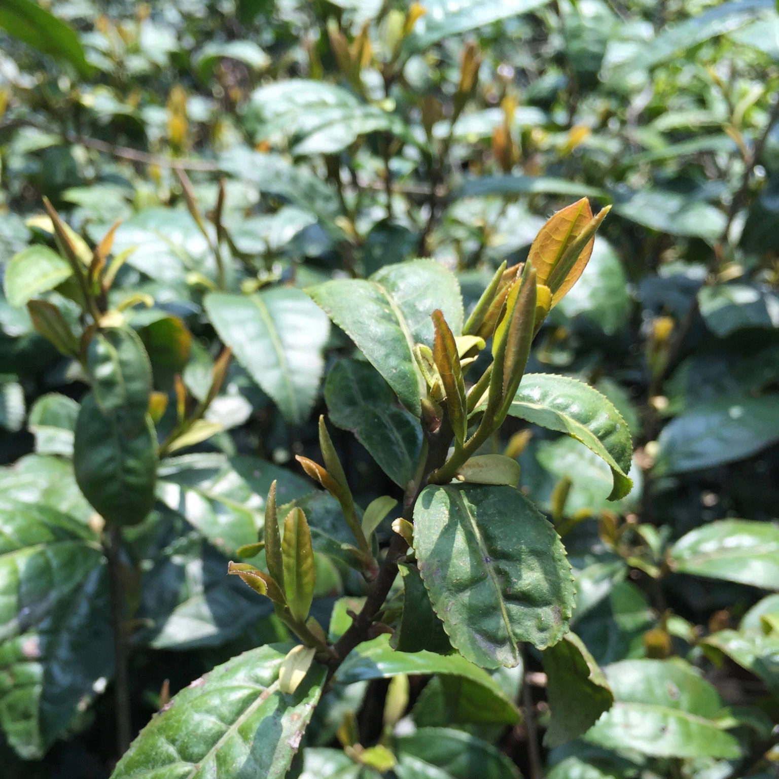 Guzhu Zisun (Purple Bamboo Shoot) 2025 Green Tea - Seven Cups