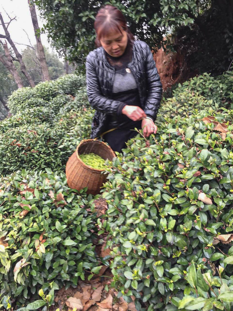 Shifeng Longjing (Shifeng Dragon Well) 2025 - Seven Cups