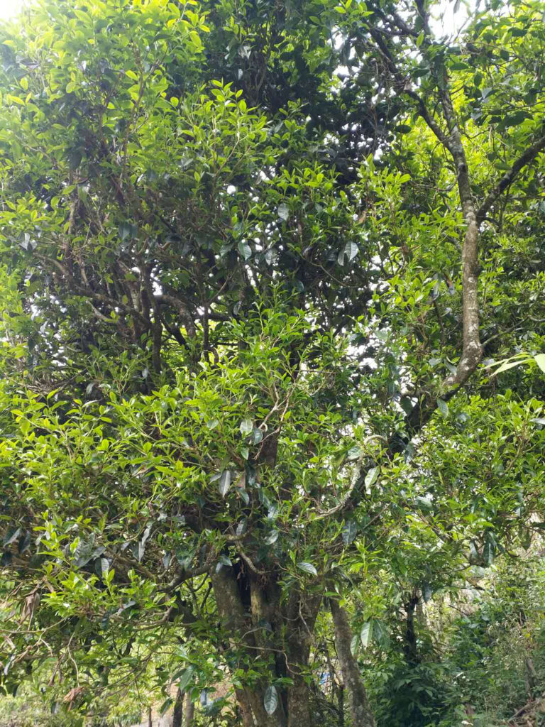 Laoshu Dianhong (Old Tree Yunnan) - Seven Cups