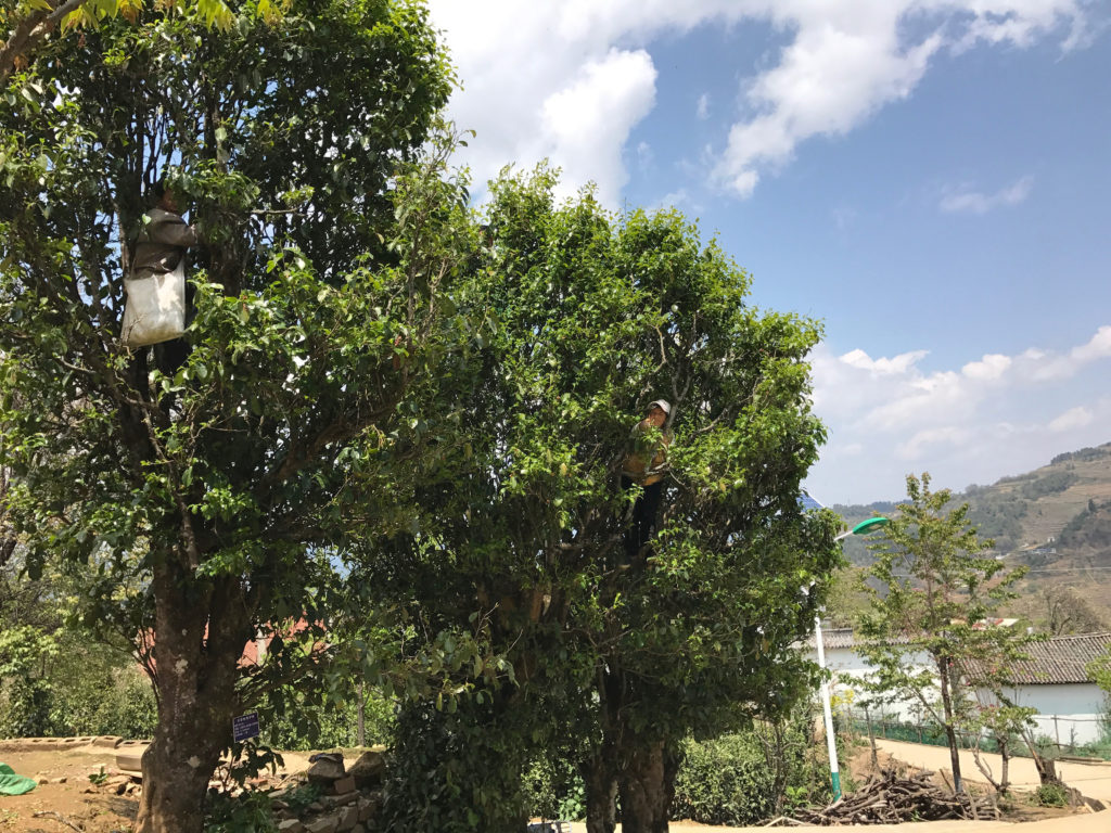 Laoshu Dianhong (Old Tree Yunnan) - Seven Cups