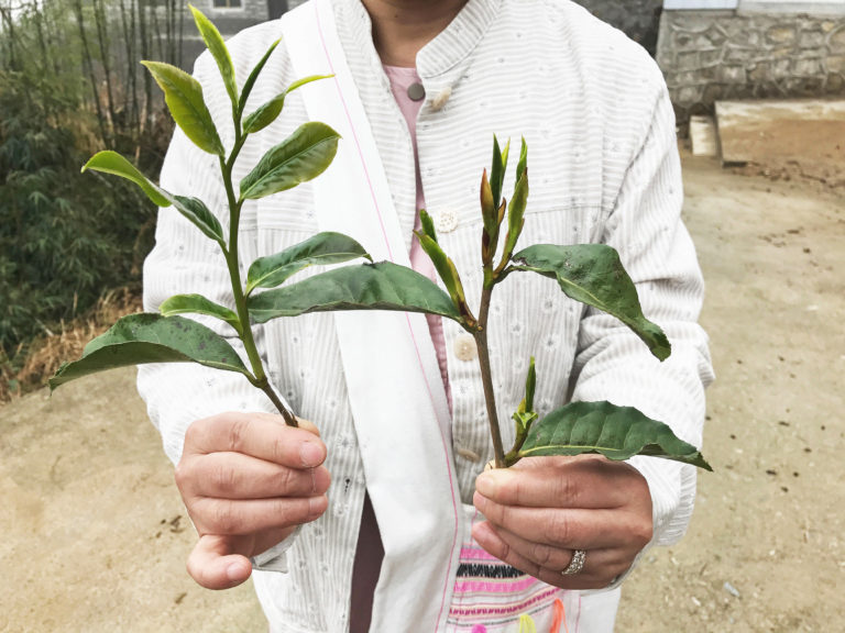 Laoshu Dianhong (Old Tree Yunnan) - Seven Cups