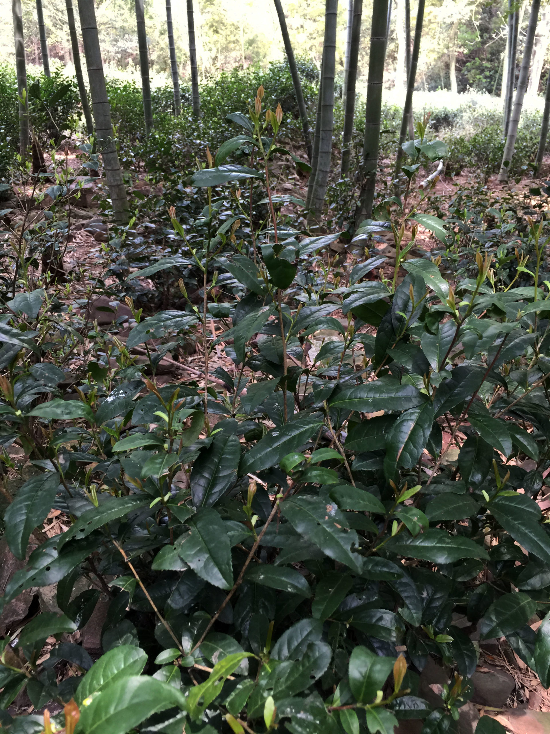 How do Heirloom Tea Cultivars Affect the Price of Tea?