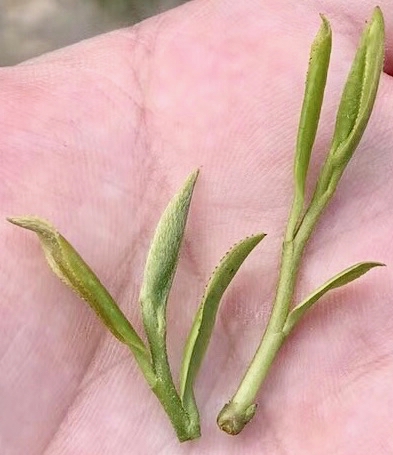 Long Jing (Dragon Well) Tea | One of the Most Famous Chinese Green Teas