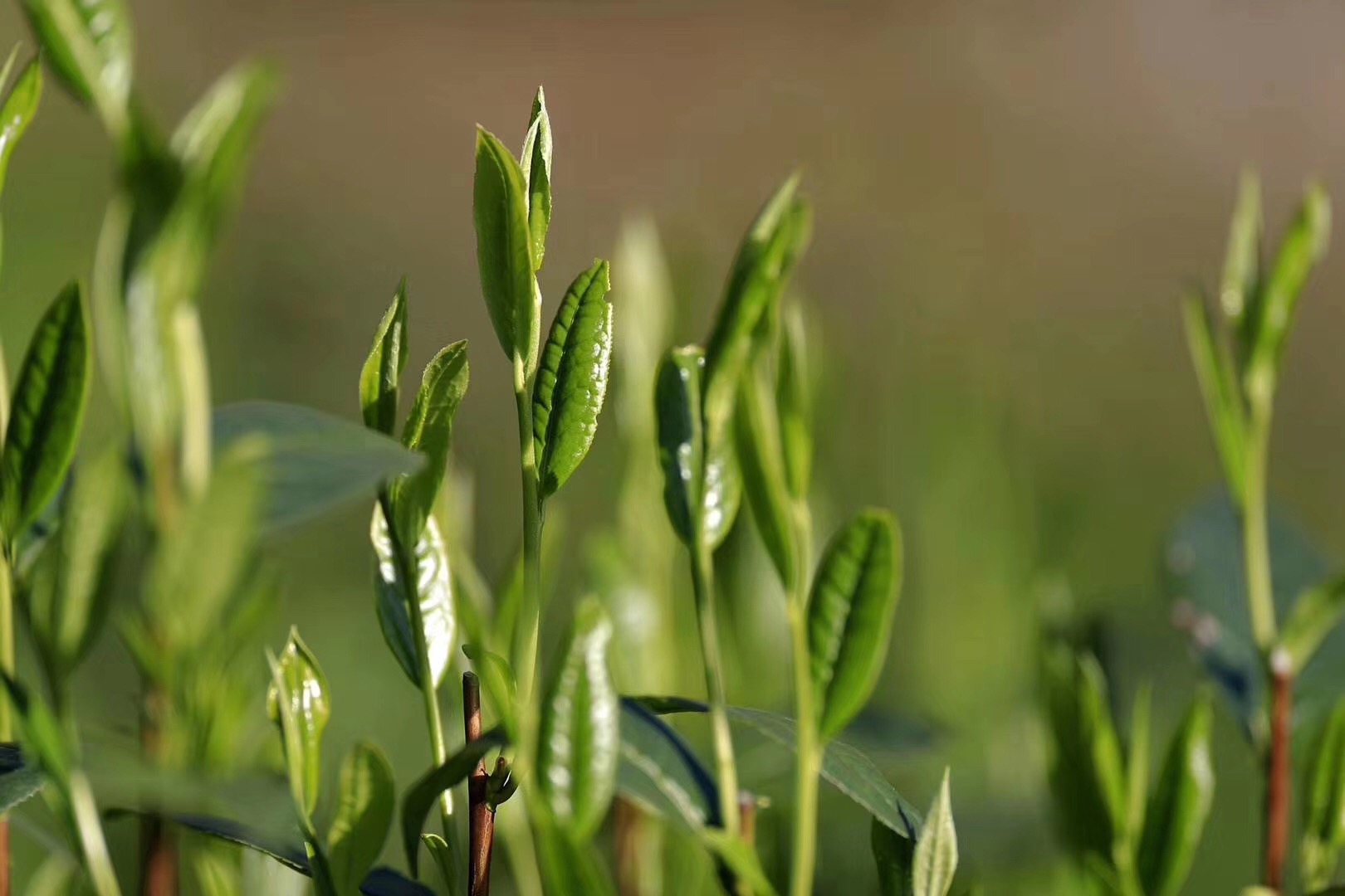 Green Tea | Types, History & Production - Seven Cups