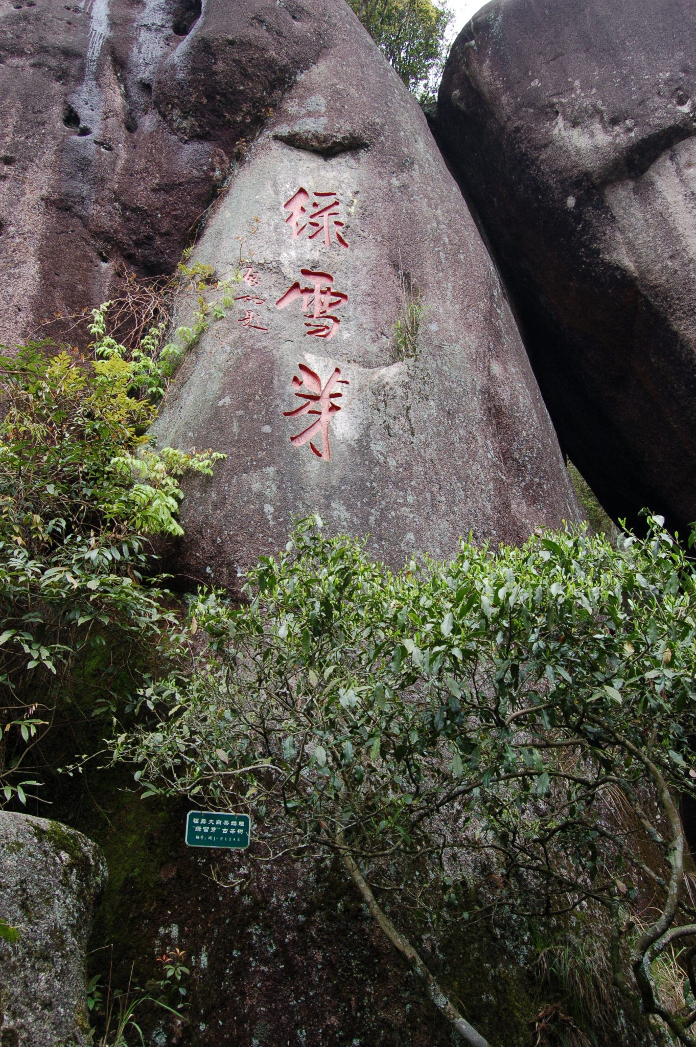 White Tea | Types, History, and Production - Seven Cups