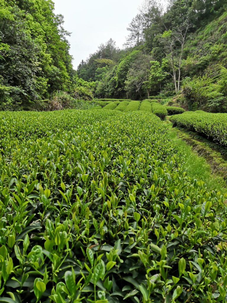 White Tea | Types, History, and Production - Seven Cups