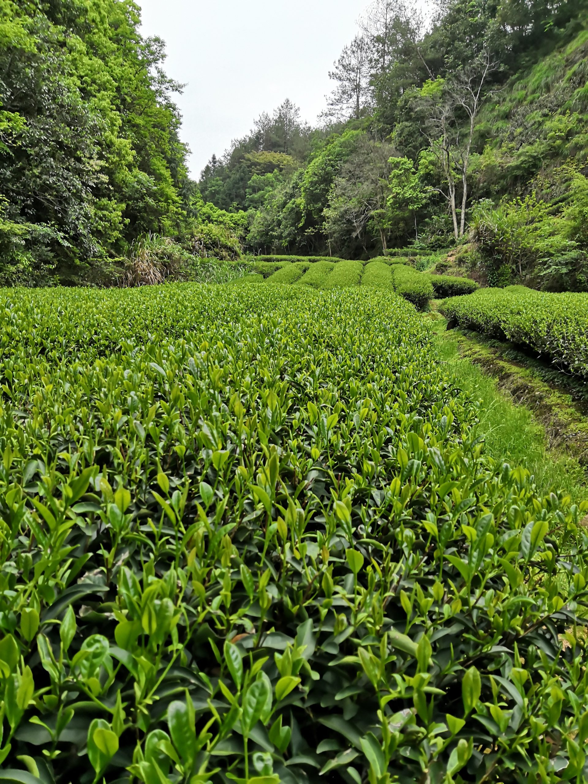White Tea | Types, History, and Production - Seven Cups